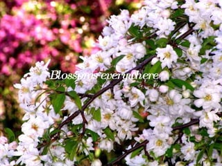 Frans Terryn A WHITE CANE | PPS