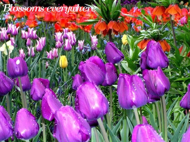 Frans Terryn A WHITE CANE | PPS