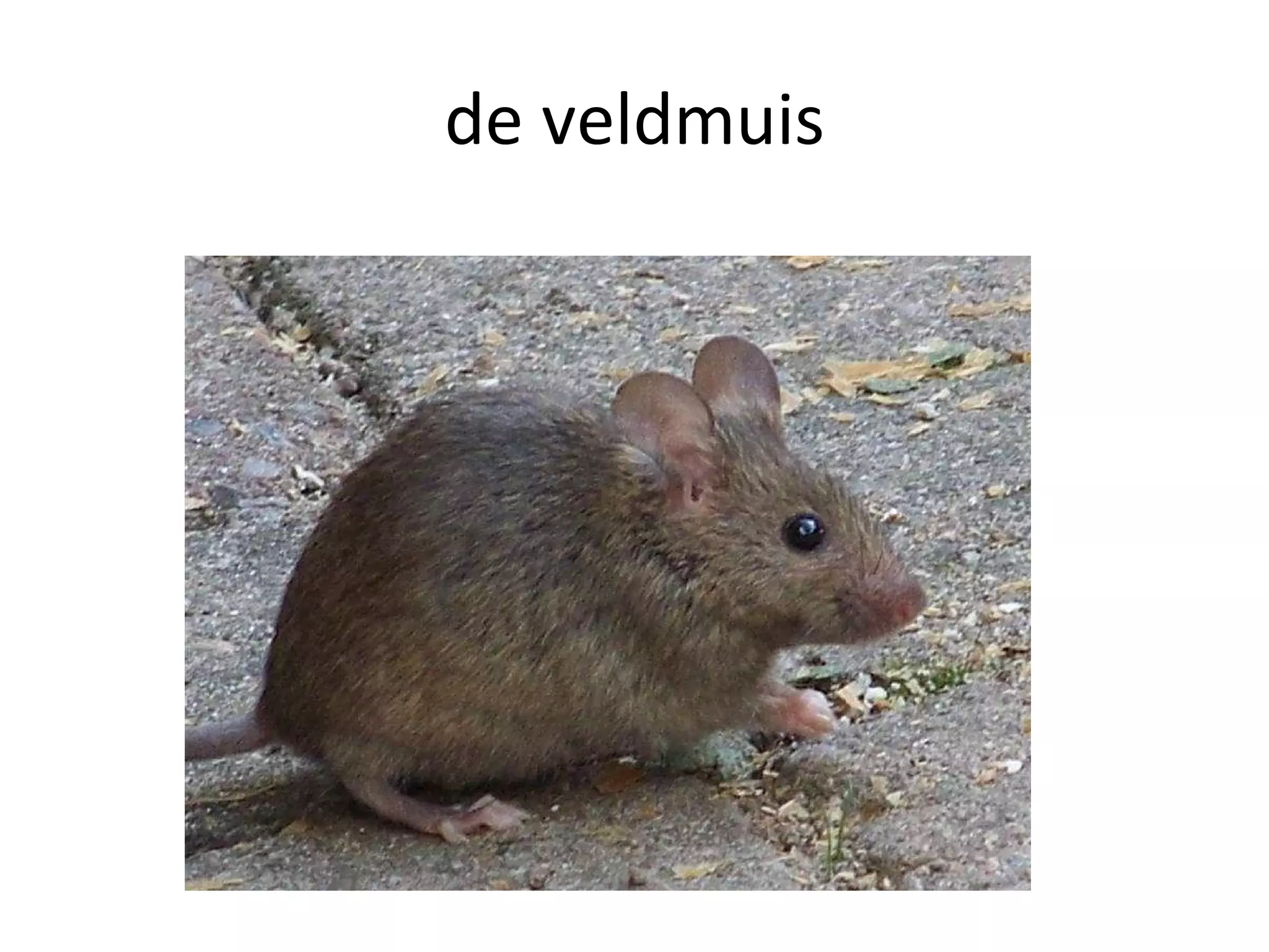 Frederick de veldmuis | PPT