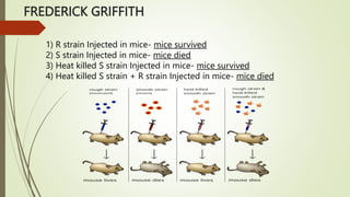 Frederick Griffith's Experiment.ppt GENx | PPTX | Chemistry | Science