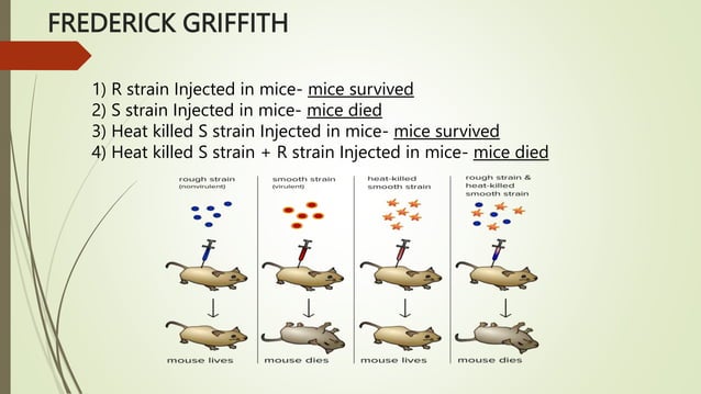 Frederick Griffith's Experiment.ppt GENx | PPT