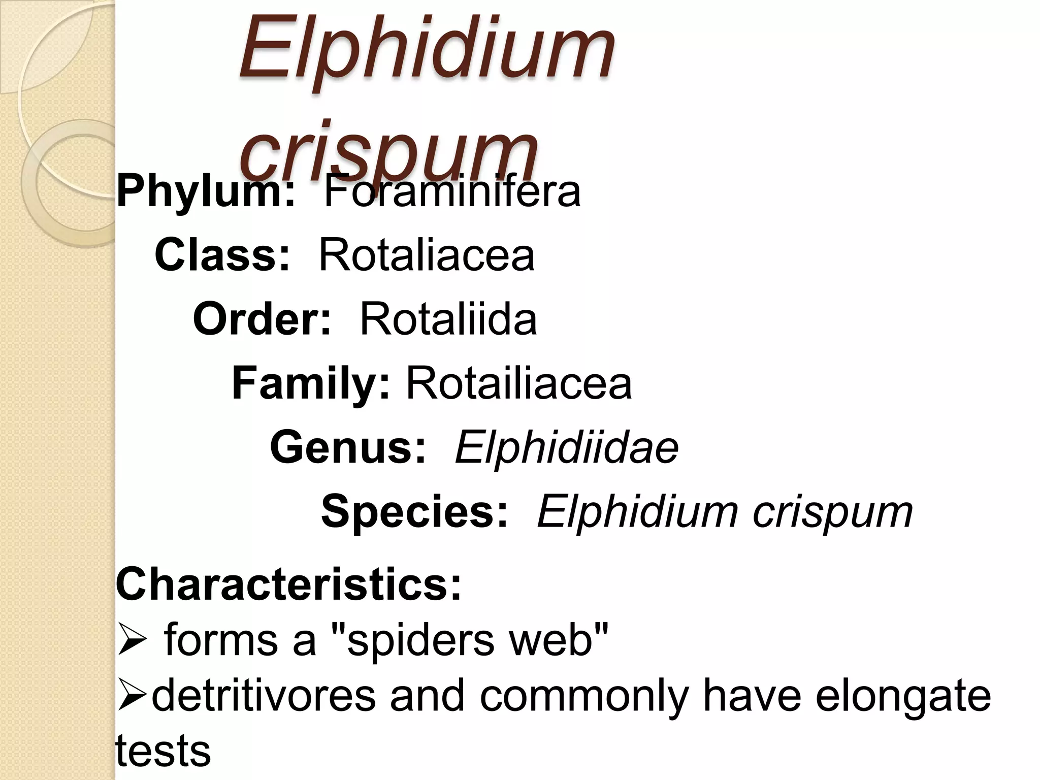 Free Living Protozoans | PPTX