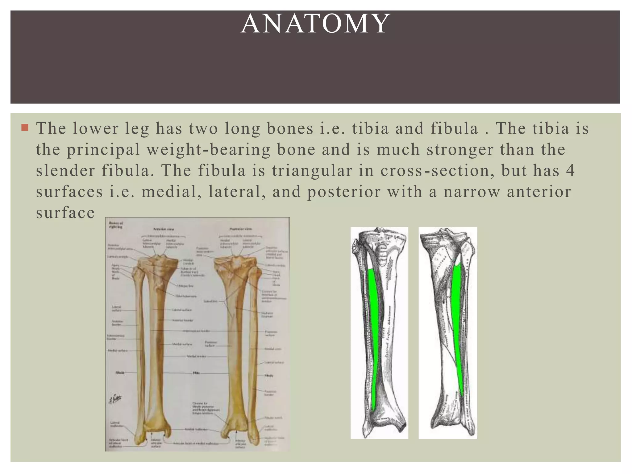 Free Fibula Osteocutaneous Flap | PPTX