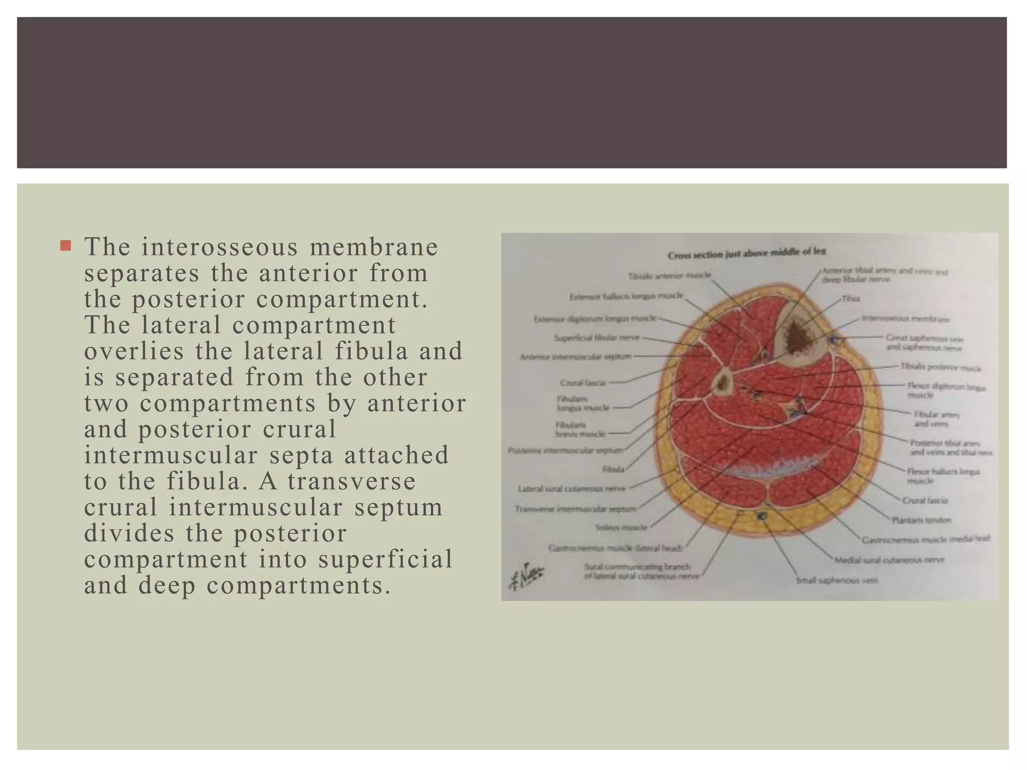Free Fibula Osteocutaneous Flap | PPTX