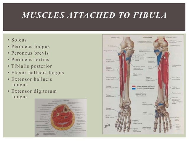 Free Fibula Osteocutaneous Flap | PPTX