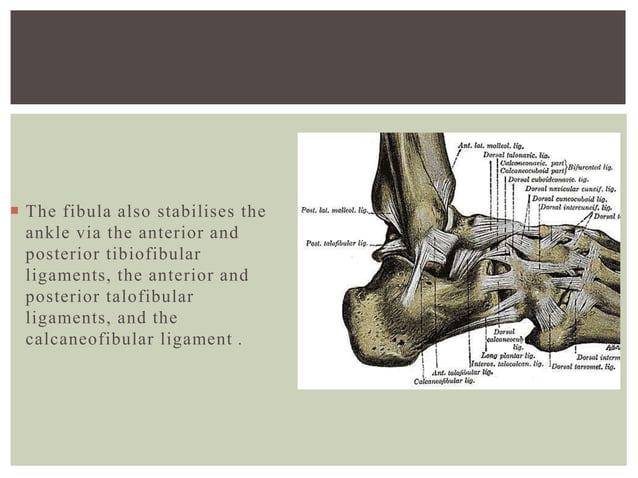 Free Fibula Osteocutaneous Flap | PPTX