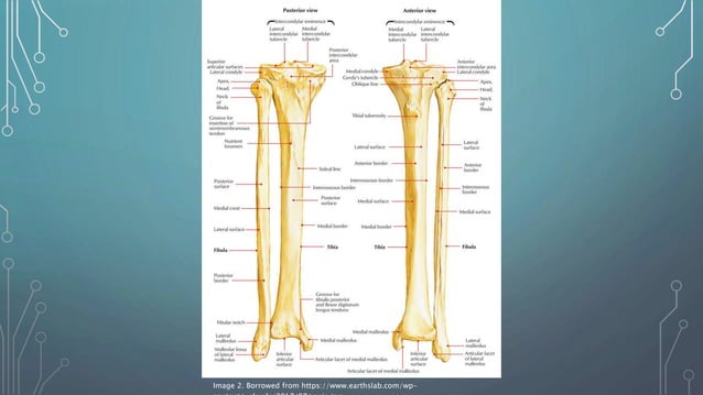 Free fibula flap OMFS 2021 journal club presentation | PPTX