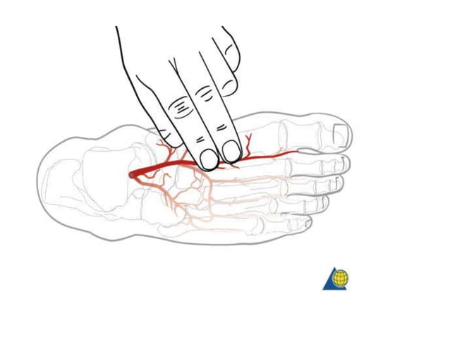 Free fibula flap technique | PPTX