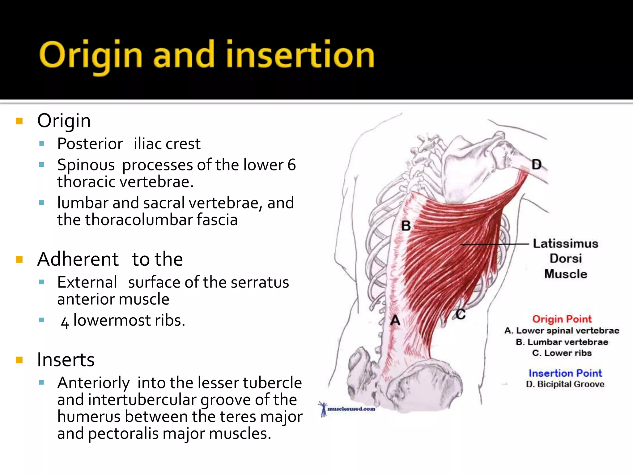 Free LD flap for scalp reconstruction DR VIPIN V NAIR | PPTX | Death ...