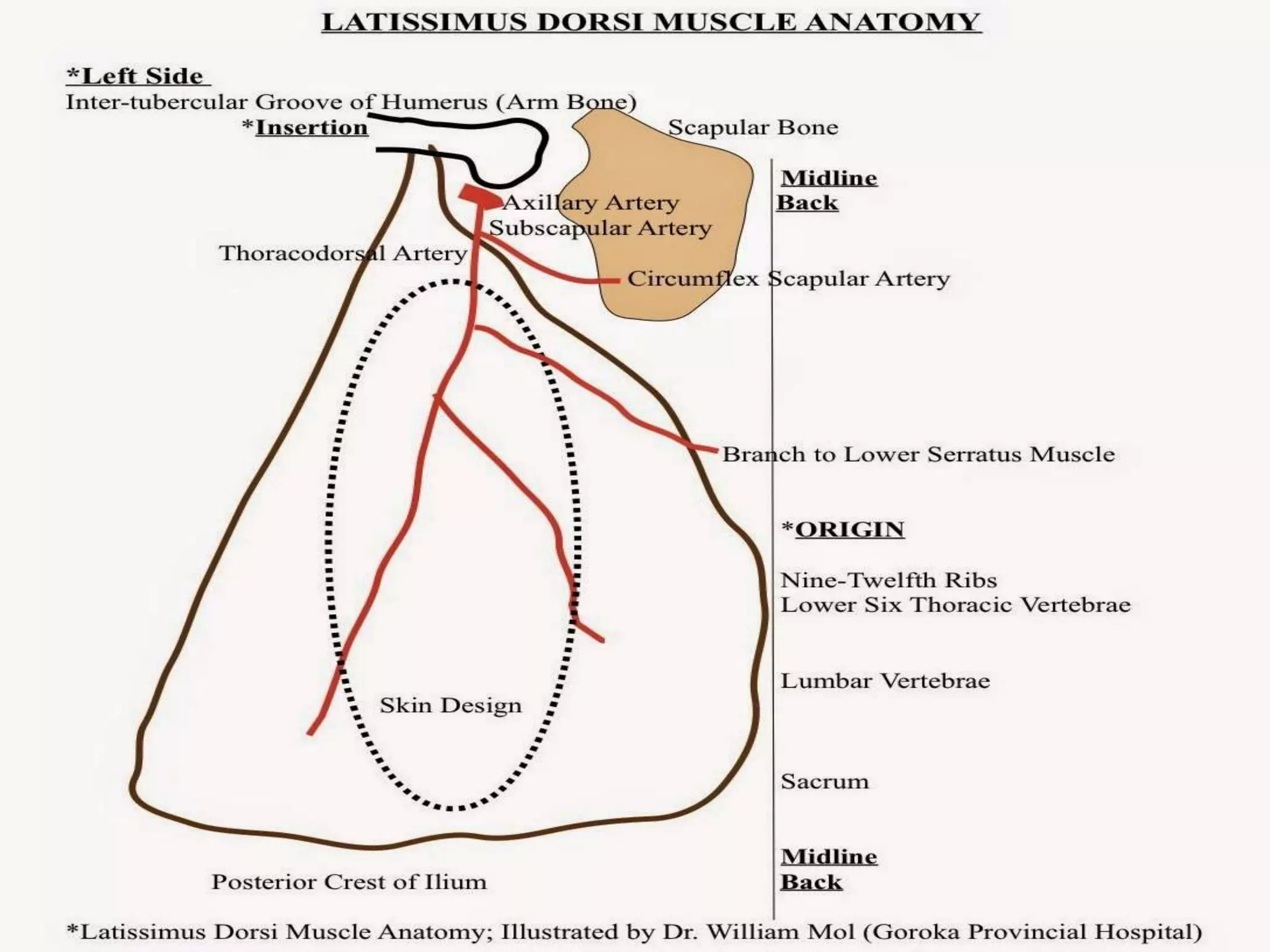 Free LD flap for scalp reconstruction DR VIPIN V NAIR | PPTX | Death, Injury, or Military ...