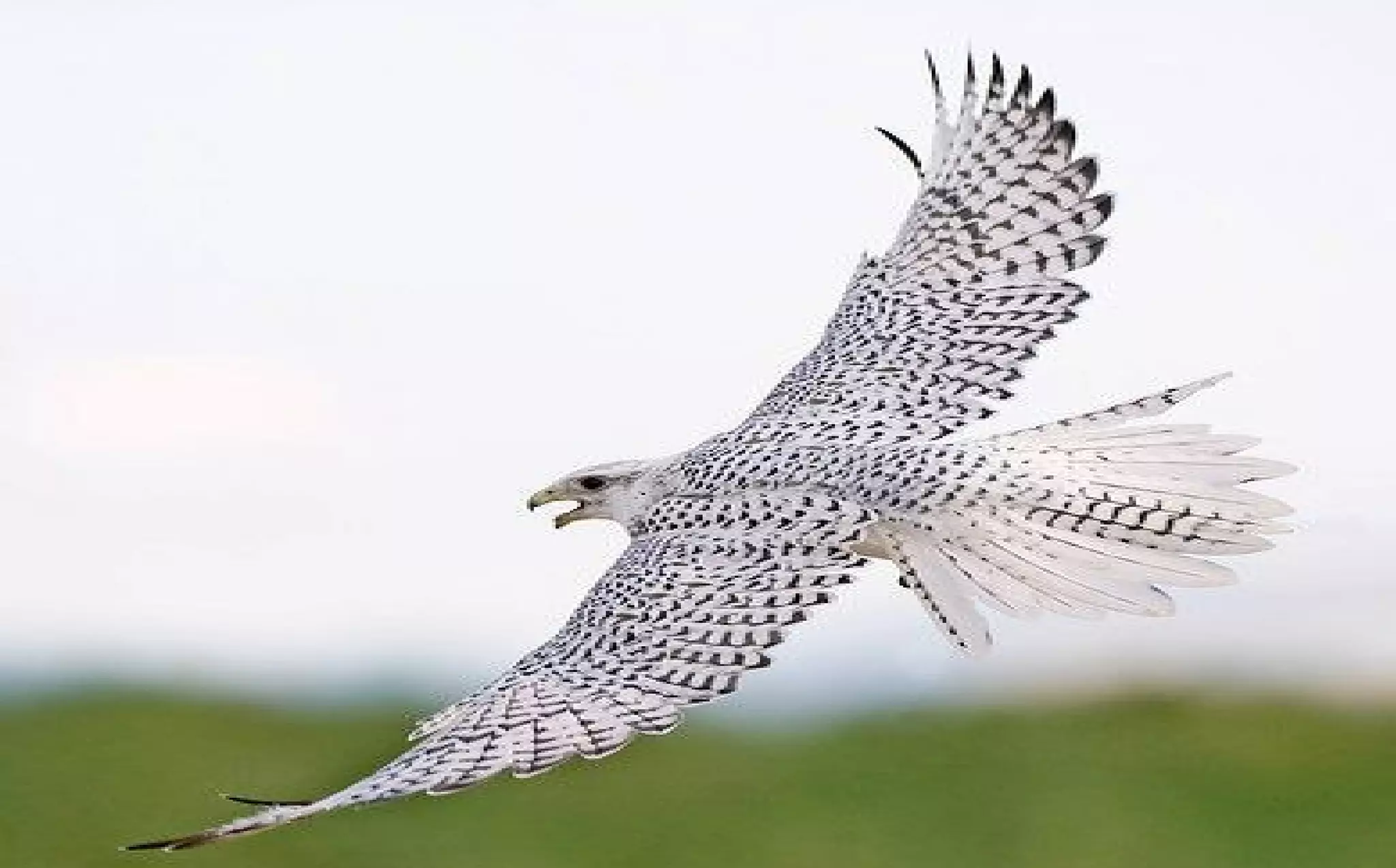 Free like a bird | PPS