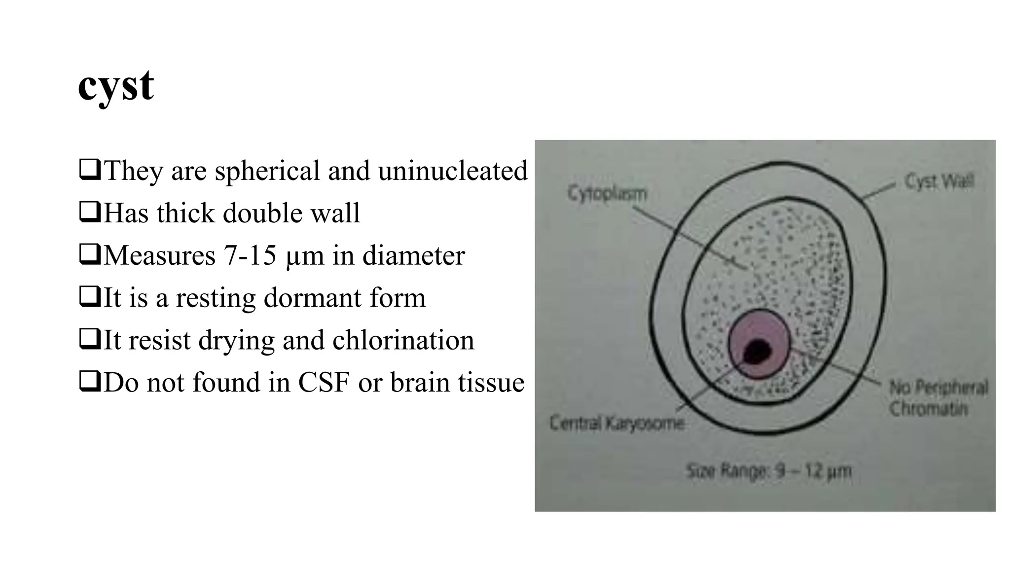 free living amoeba Naegleria and Acanthamoeba.pptx