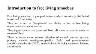 free living amoeba Naegleria and Acanthamoeba.pptx