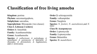 free living amoeba Naegleria and Acanthamoeba.pptx