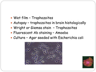 Free living amoebae | PPTX