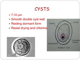 Free living amoebae | PPTX