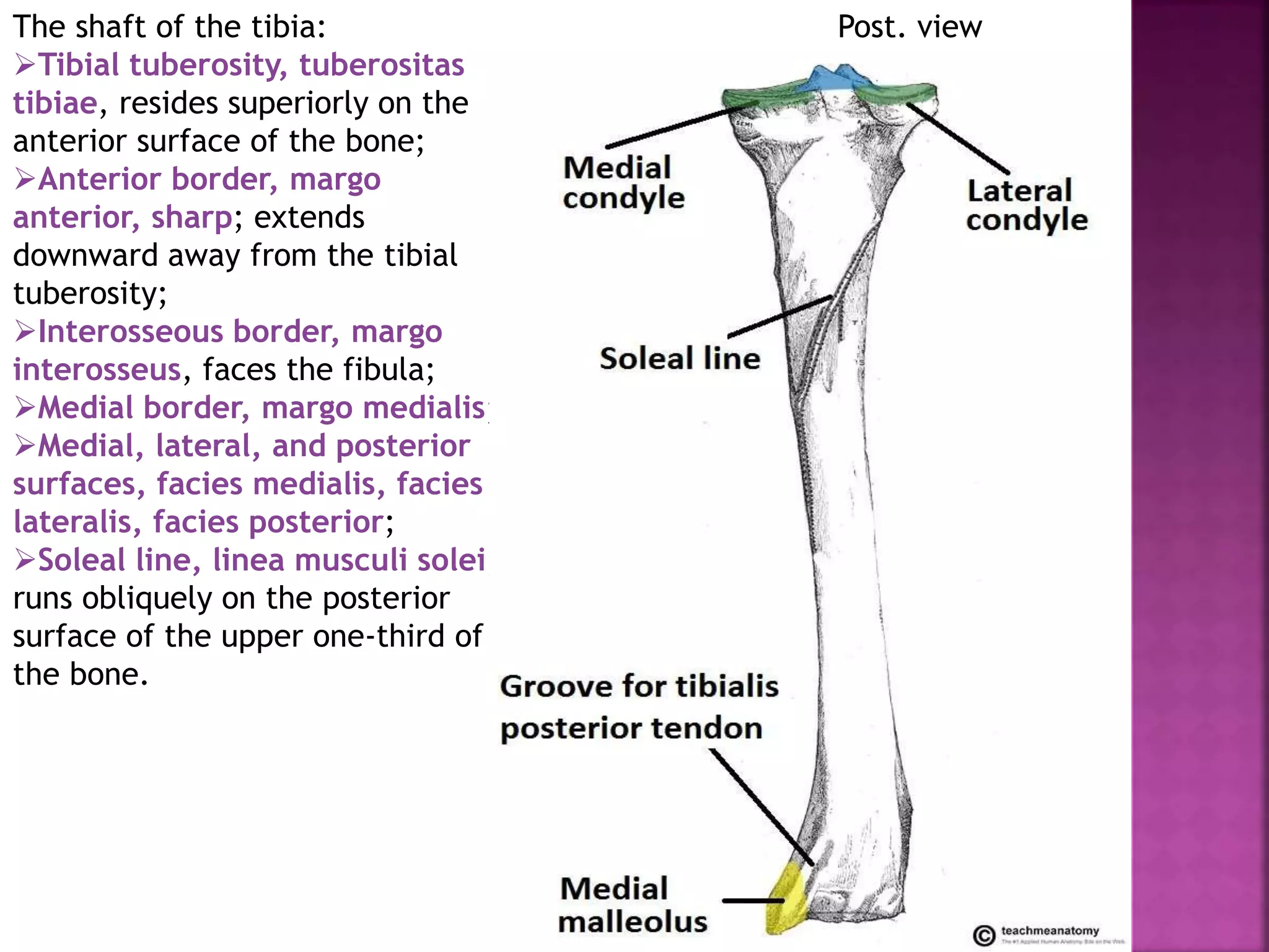 free lower limb.pptx