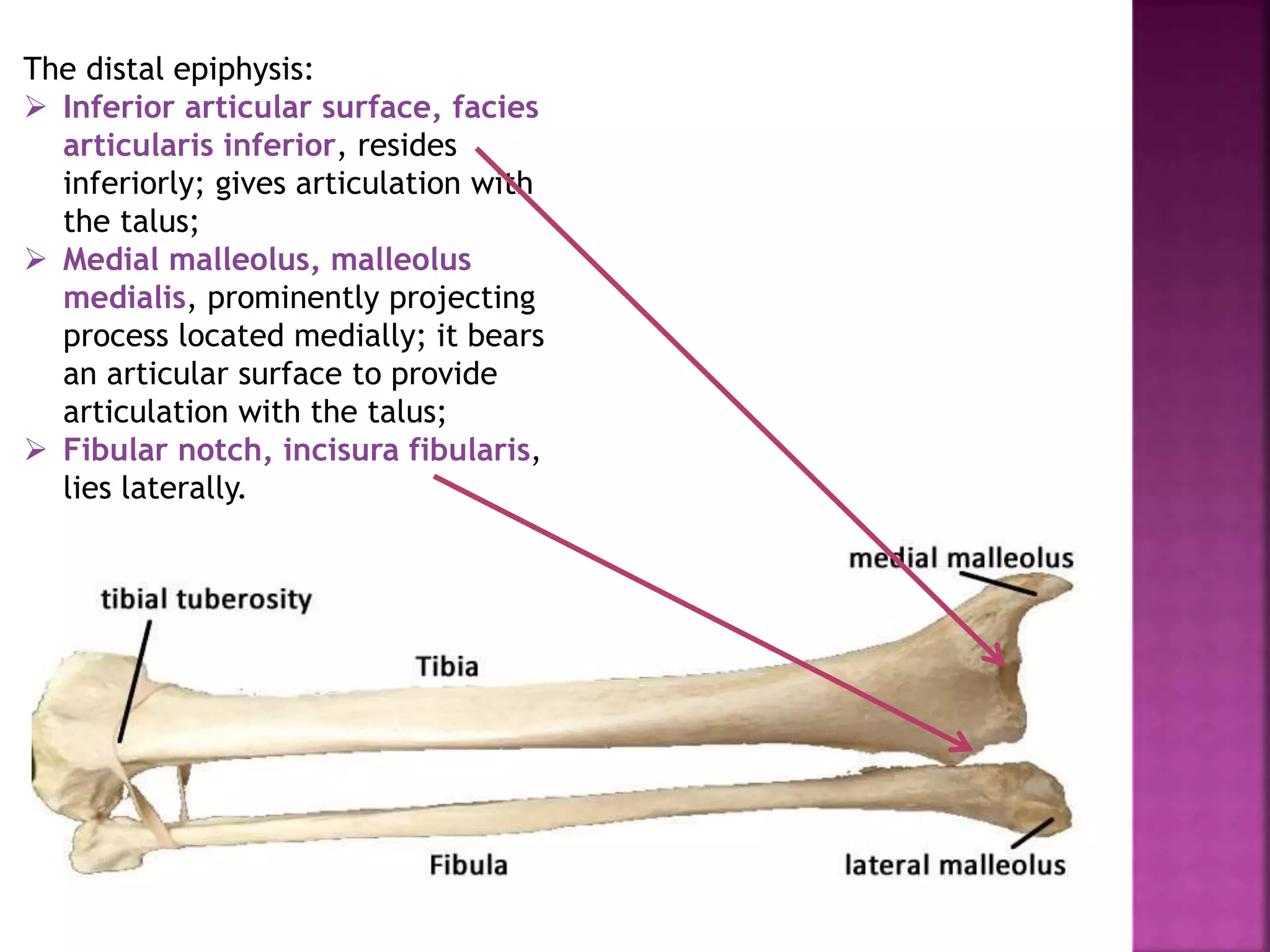 free lower limb.pptx