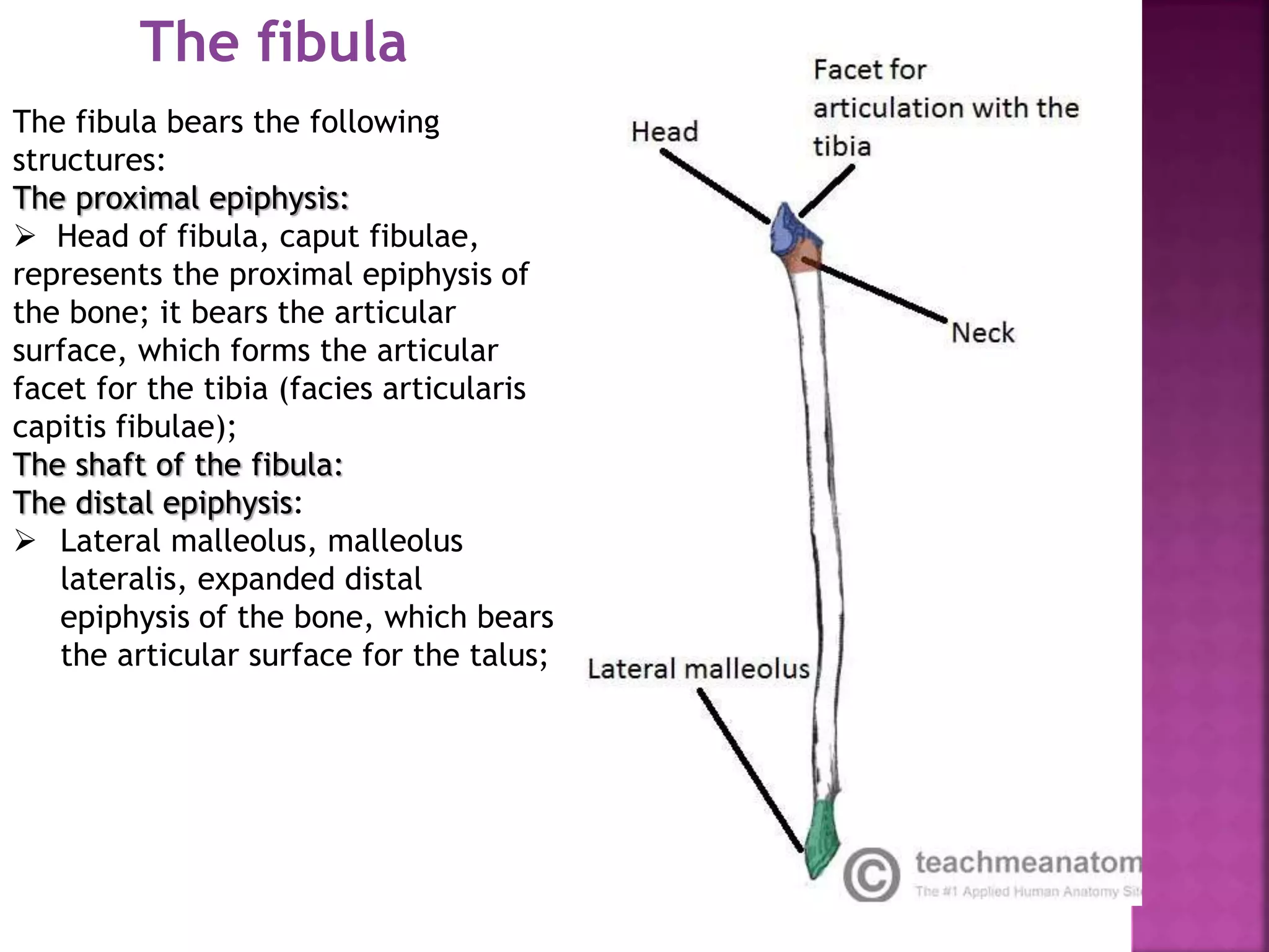 free lower limb.pptx