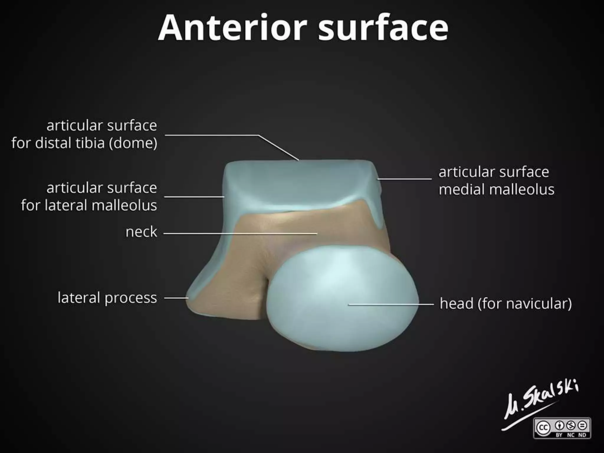 free lower limb.pptx