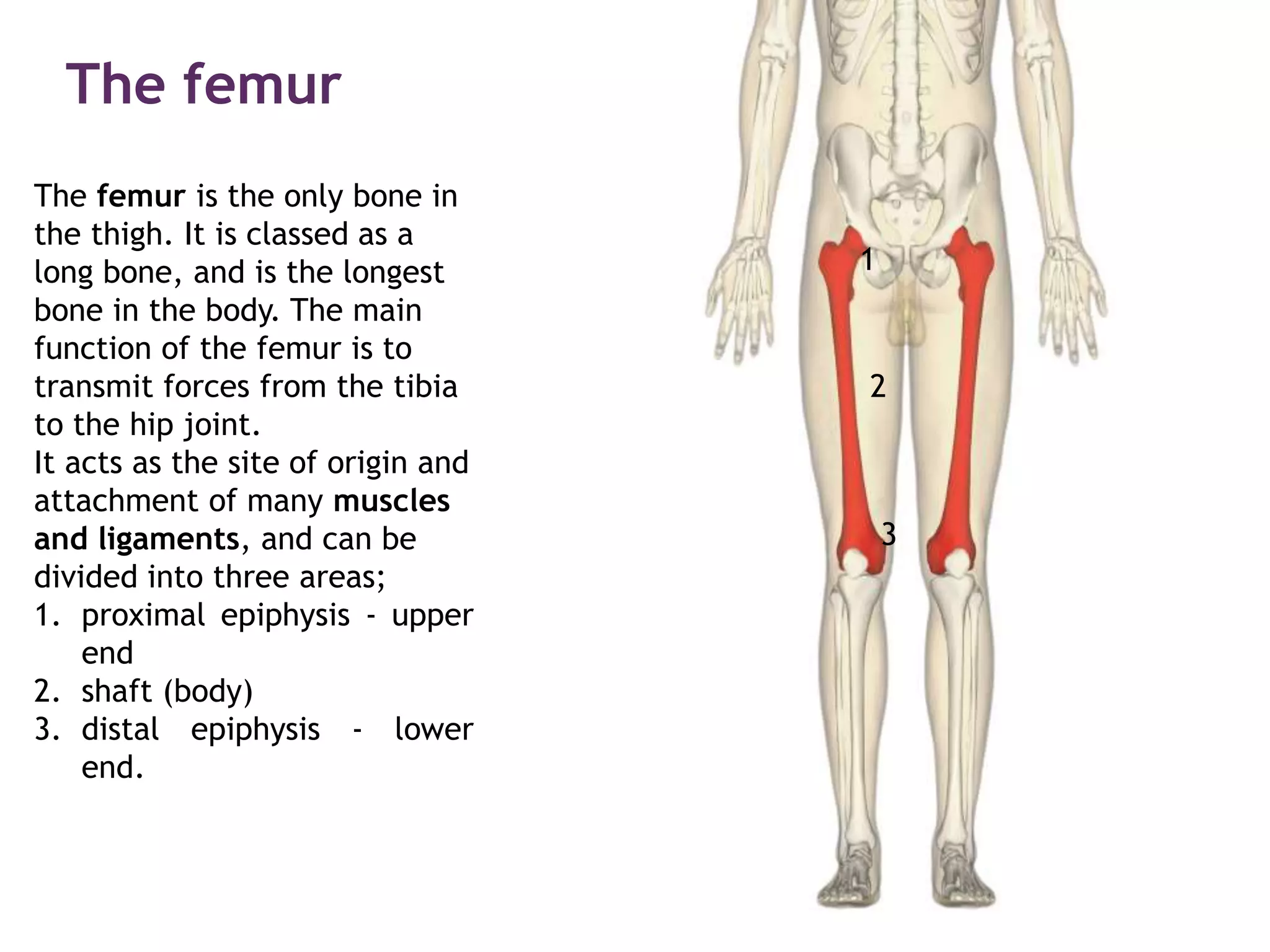 free lower limb.pptx