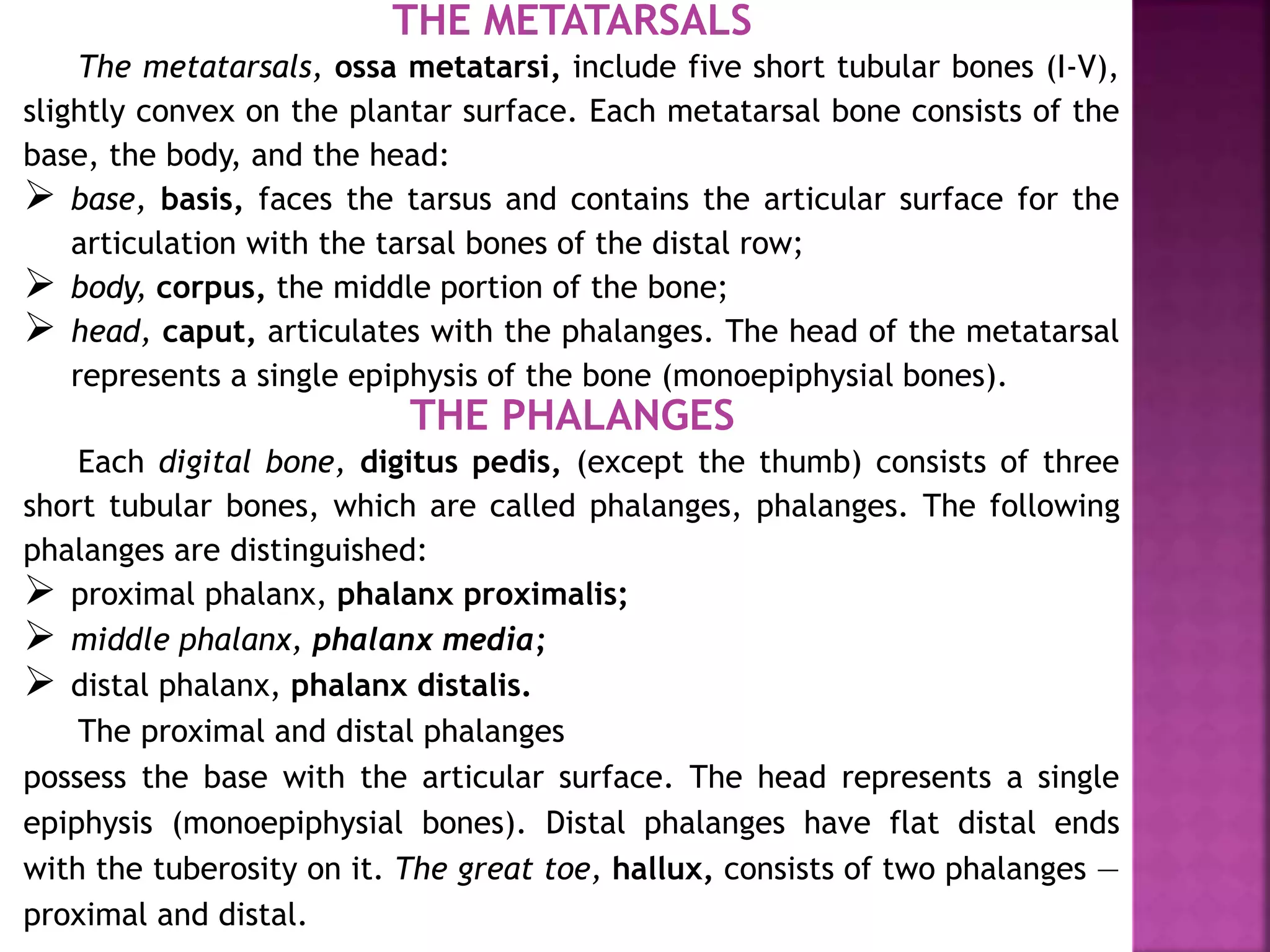 free lower limb.pptx