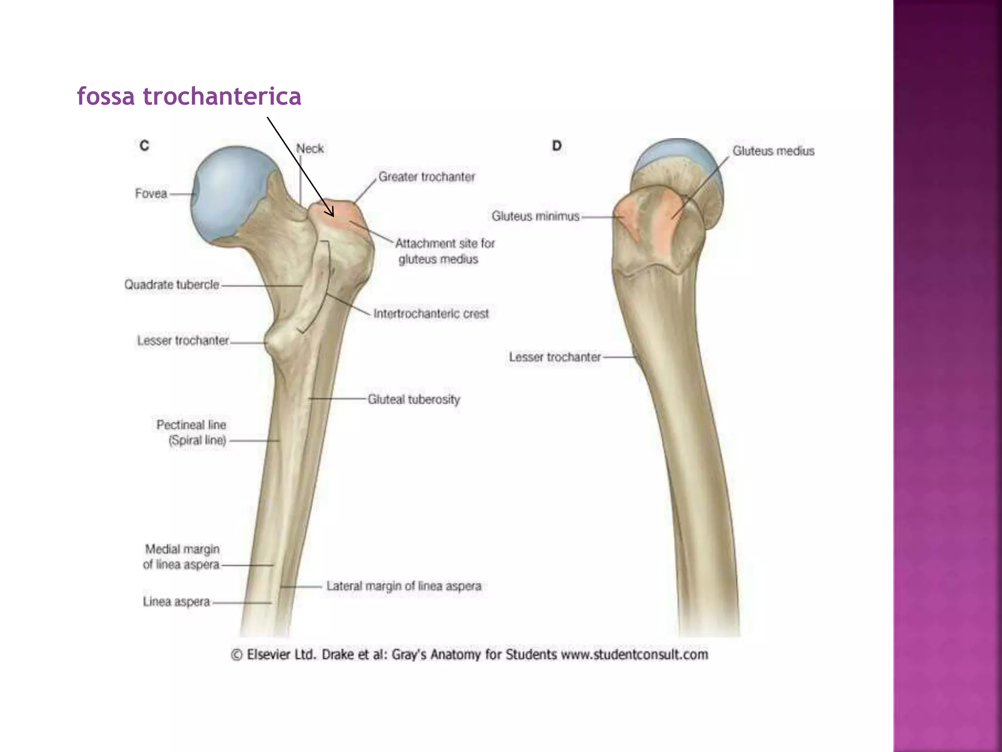 free lower limb.pptx