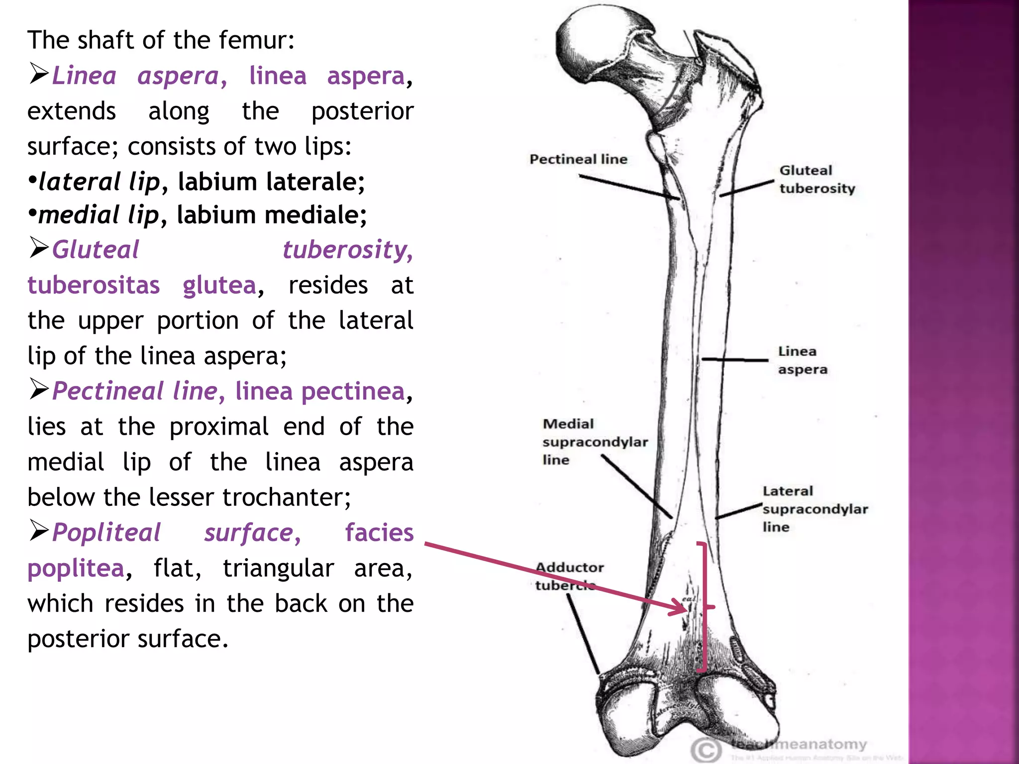 free lower limb.pptx