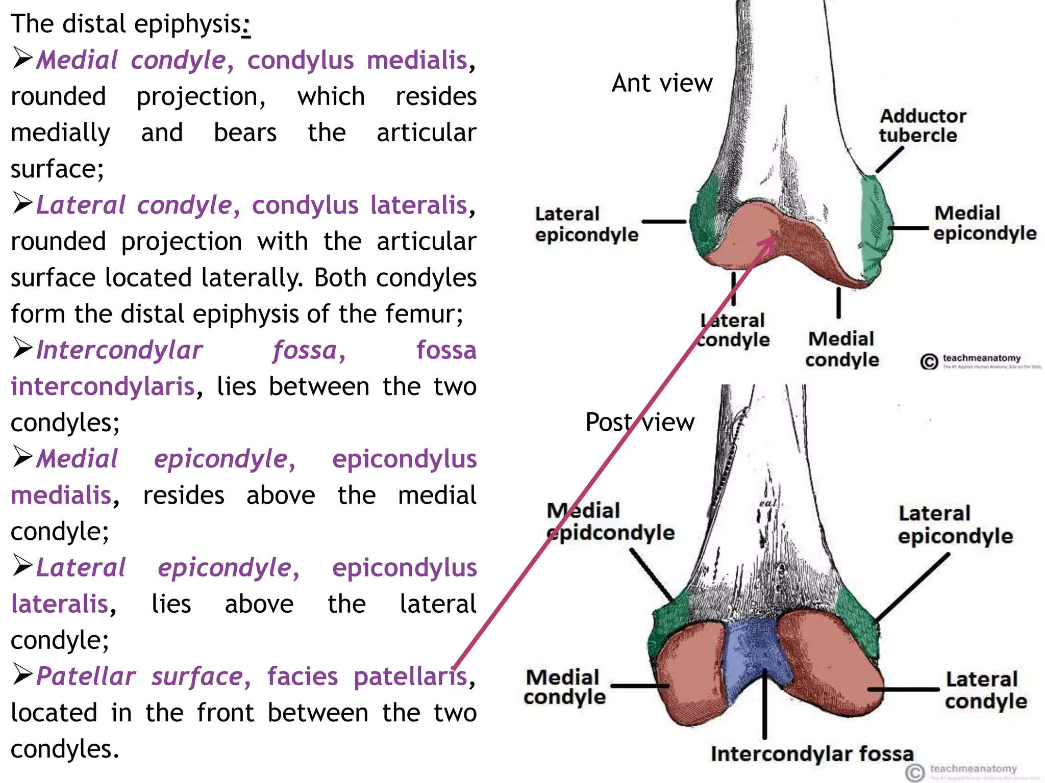 free lower limb.pptx