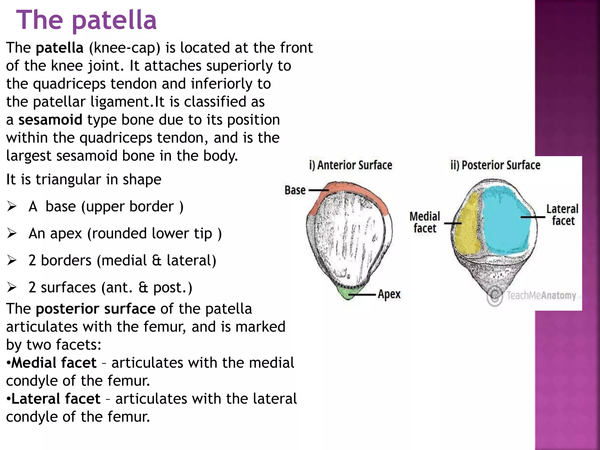 free lower limb.pptx