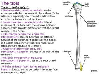 free lower limb.pptx