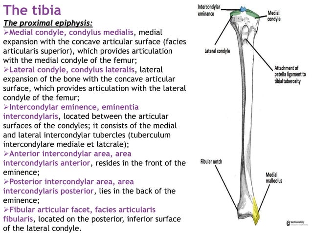 free lower limb.pptx