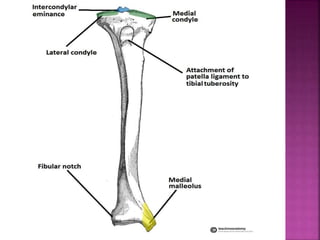 free lower limb.pptx