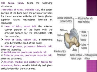 free lower limb.pptx