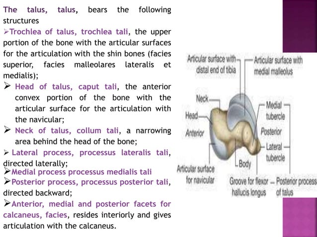 free lower limb.pptx