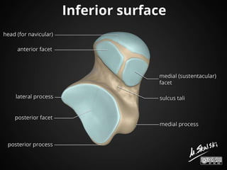 free lower limb.pptx