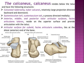 free lower limb.pptx