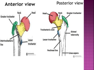 free lower limb.pptx