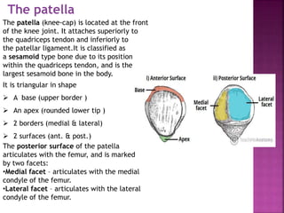 free lower limb.pptx