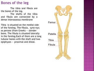 free lower limb.pptx