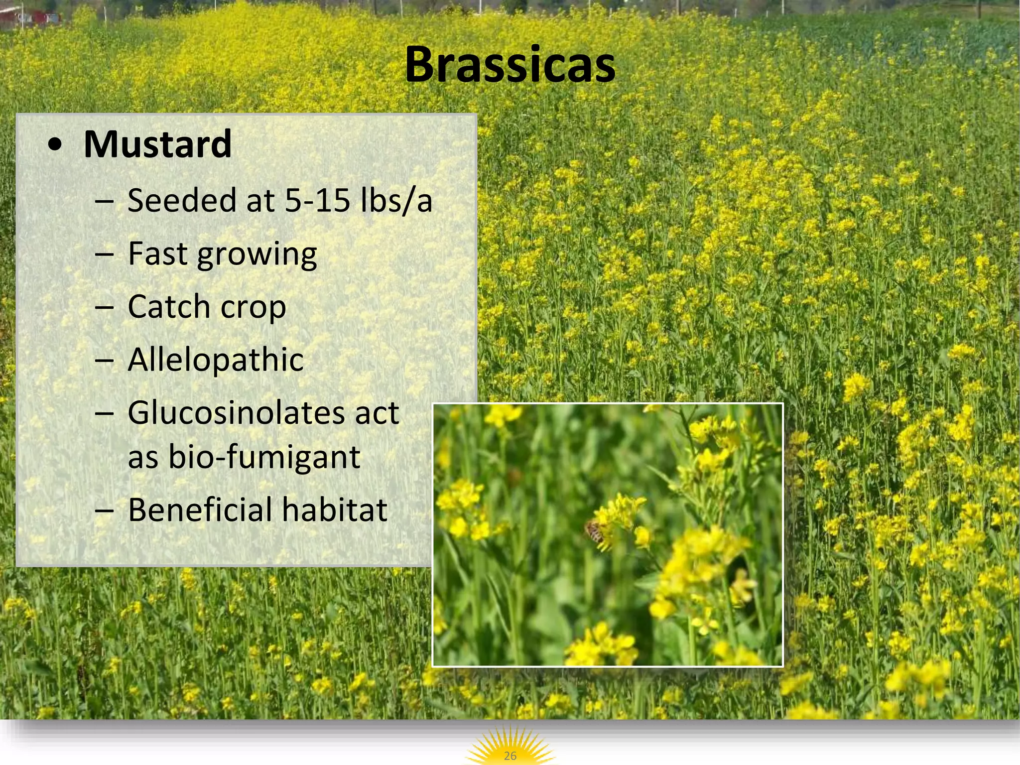 Cover Cropping for Regenerative Agriculture | PDF
