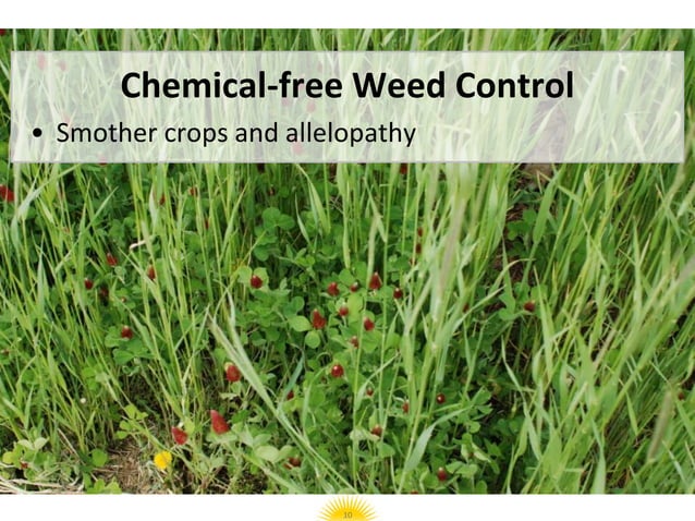 Cover Cropping for Regenerative Agriculture | PDF