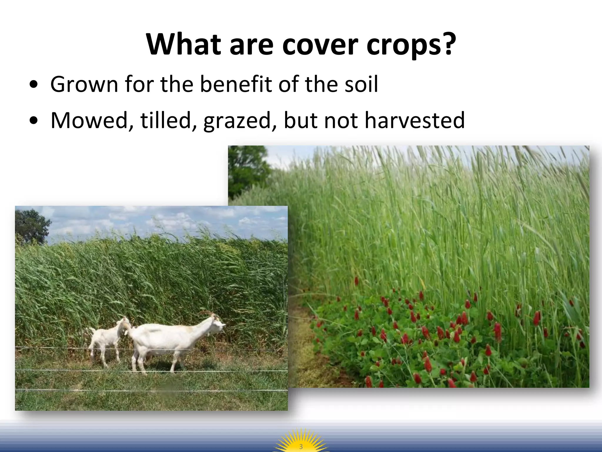 Cover Cropping for Small Farms | PDF
