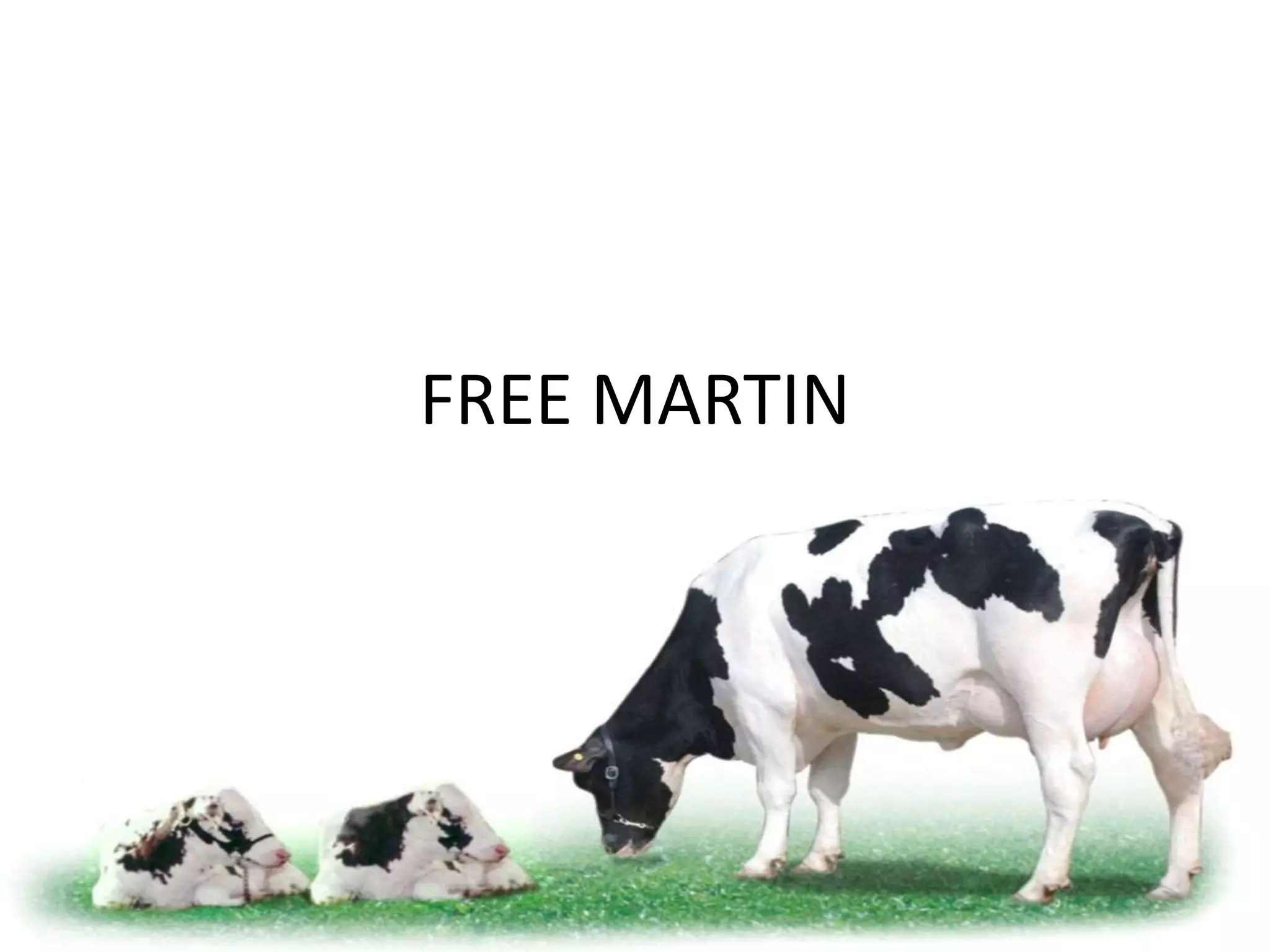 Free martin | PPTX