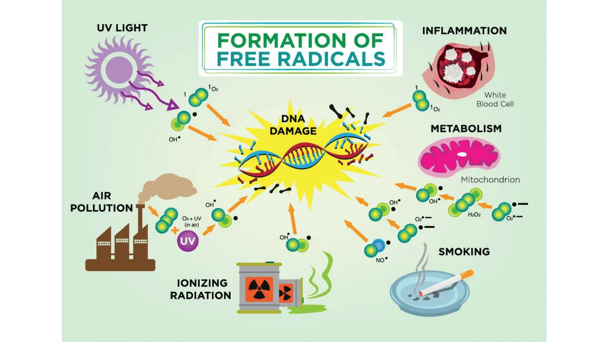 Free Radical, their Mechanism, effect on body and Antioxidants | PPTX