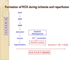 Free radical induced injury | PPT