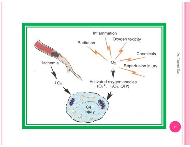 FREE RADICAL CELL INJURY PPT BY Dr. Tareni Das.pdf