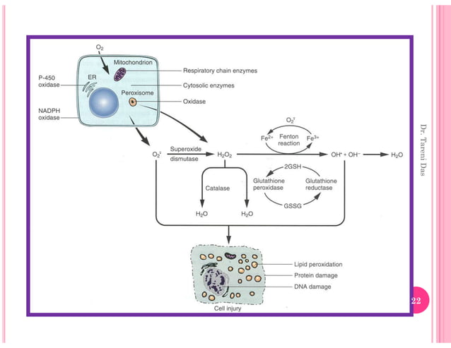 FREE RADICAL CELL INJURY PPT BY Dr. Tareni Das.pdf