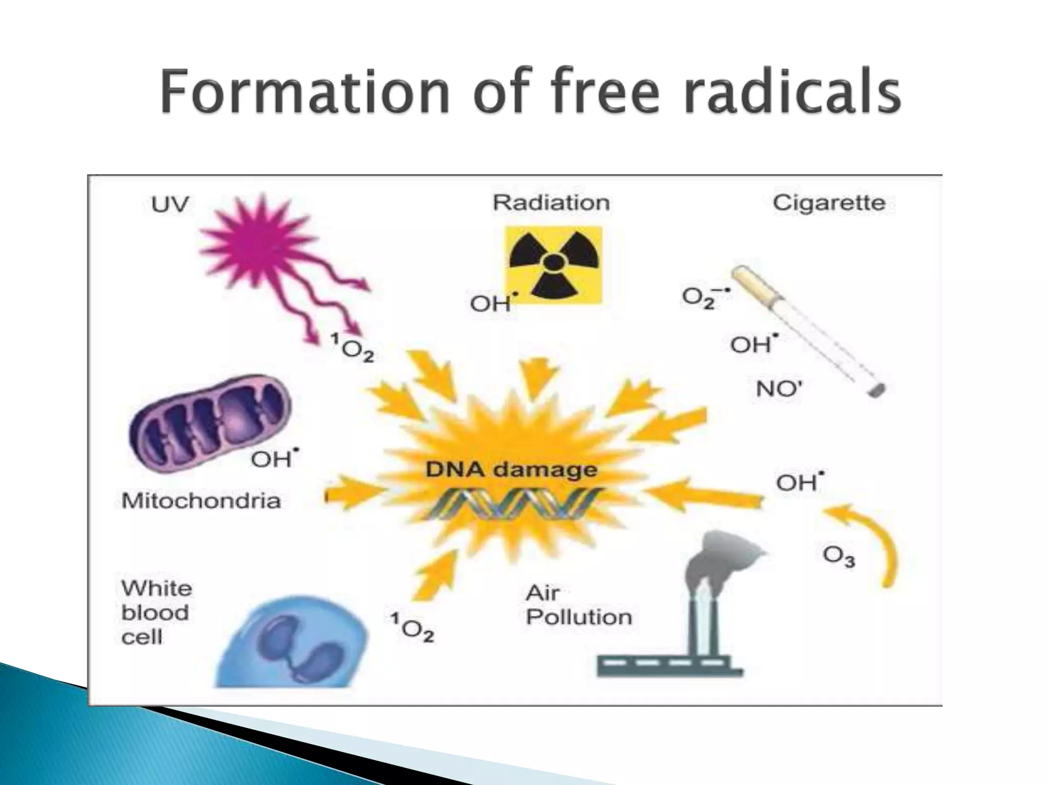 free radicals.pptx