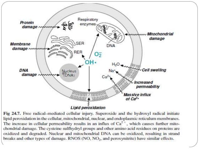 Free radicals and reactive oxygen species | PPTX | Chemistry | Science